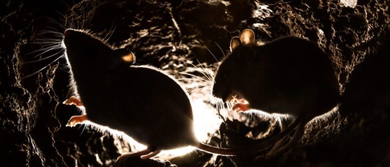 Things To Consider While Choosing A Rodent Control Company - Renegade